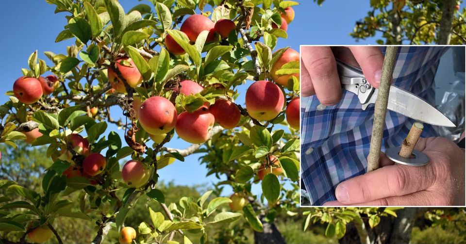 Apple Tree Grafting Workshop, University of California Botanical Garden ...