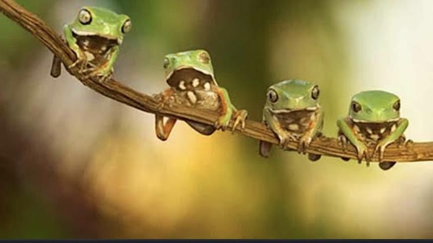 Kambo Frog Medicine Ceremony for Detox, Vitality, Cleansing, Healing 1 ...