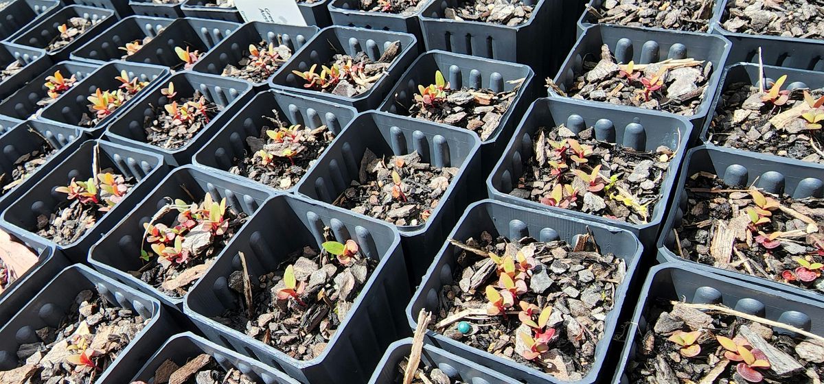 Greening Australia Nursery Volunteers Wednesday 21st JAN 2025, Greening Australia, Aranda, 21 ...