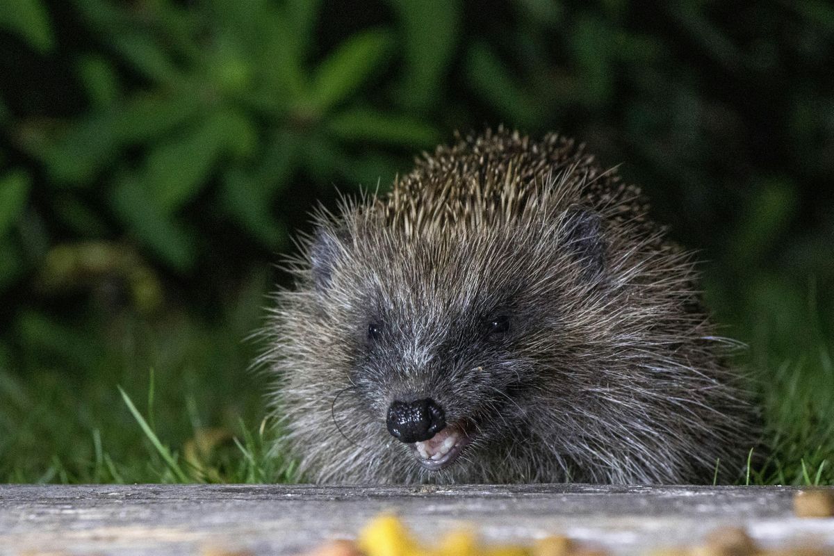 Hedgehog Heroes - Build your own Hedgehog House., Mauldsheugh Wood ...