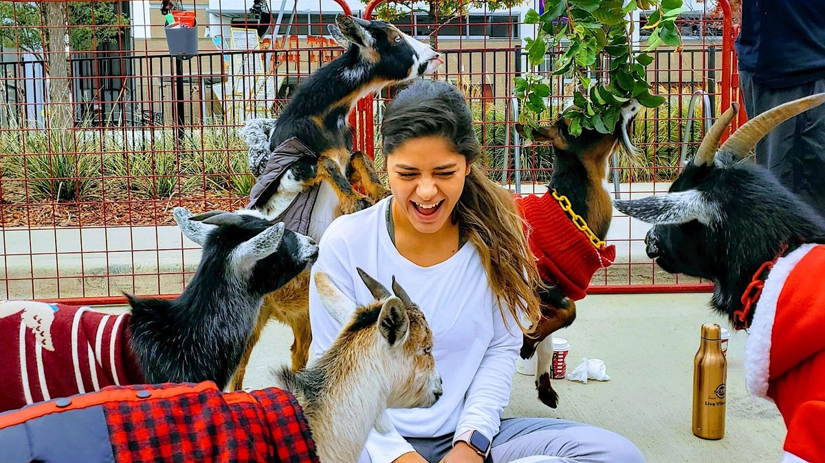 Goat Yoga Addison Circle!, Addison Circle Park, 19 October 2024 ...