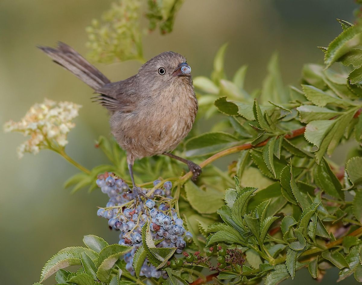 Bird Walk at King Gillette Ranch, Santa Monica Mountains Interagency ...