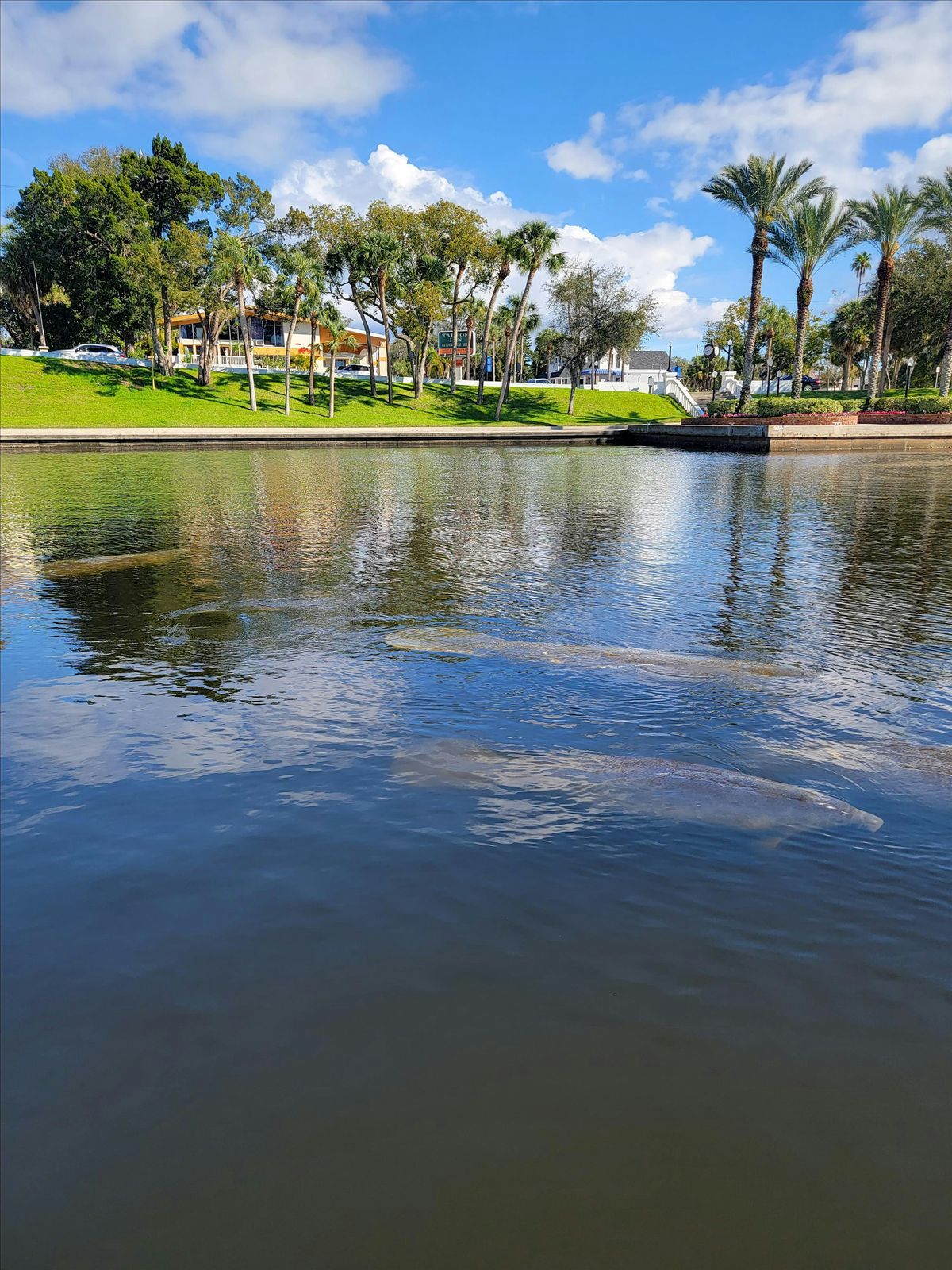 Manatee Paddle at Spring Bayou, Craig Park Boat Launch, Tarpon Springs ...