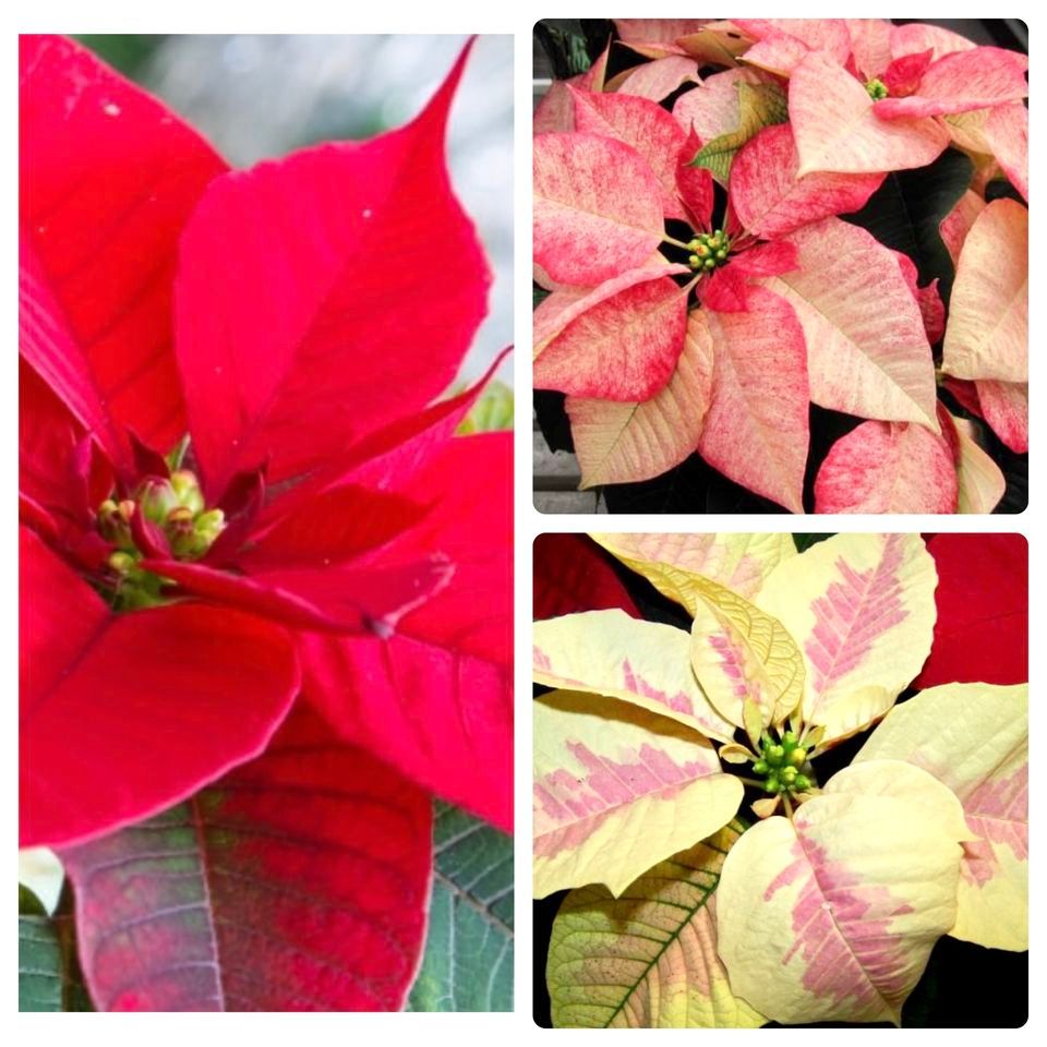 November Watercolor Workshop with Jennifer Donley , Creative Aging ...