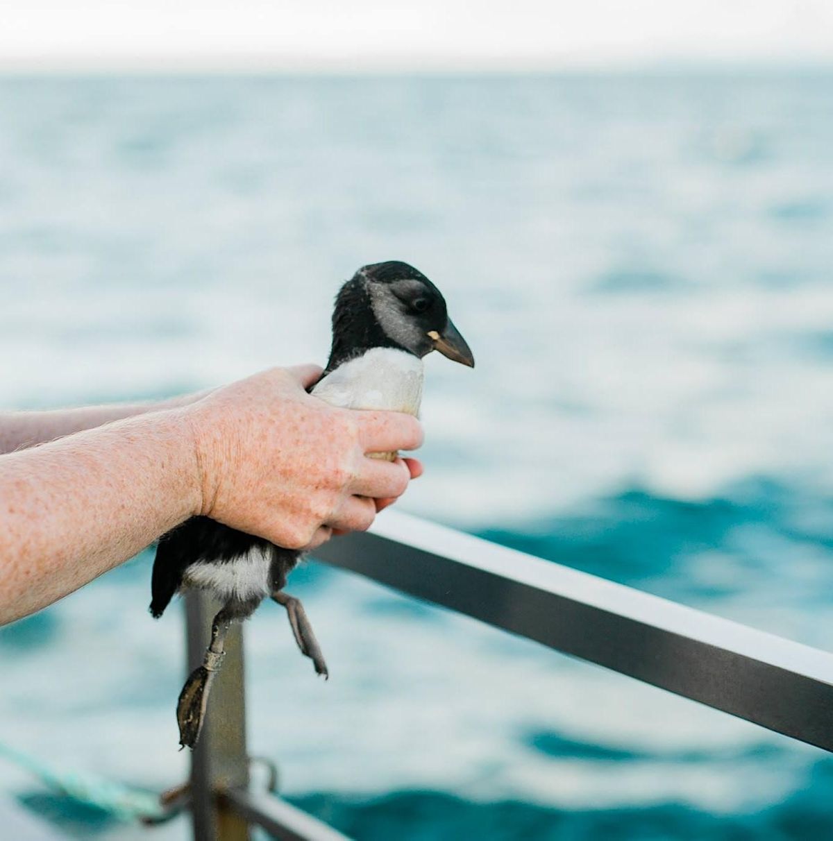 Puffin Patrol 2023, Puffin & Petrel Patrol HQ (O'Brien's Boat Tours ...