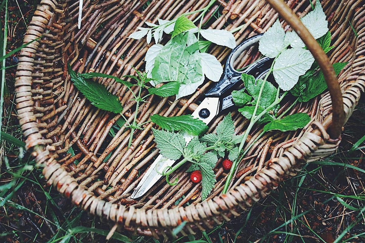 FORAGING & NATURE WALKS WITH AVANT GARDEN, Avant Garden Berlin ...
