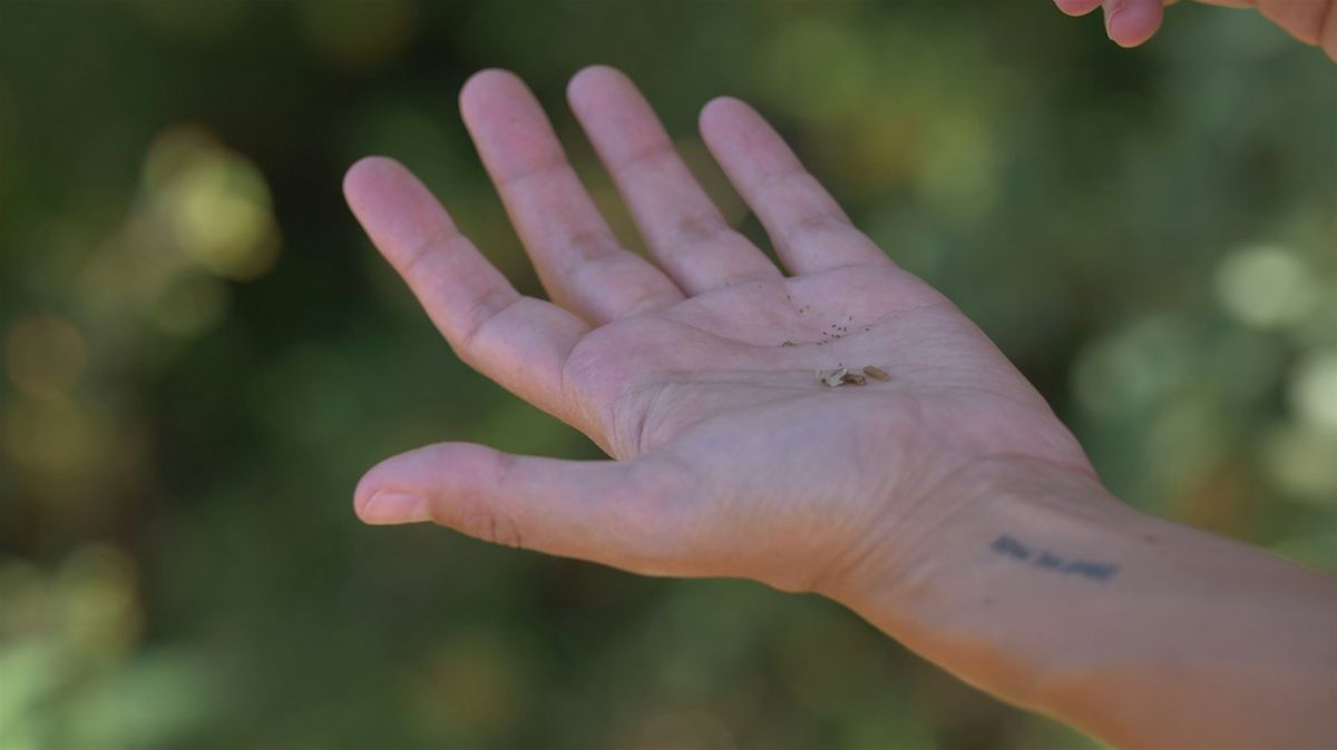 Germinating Native Seeds for Restoration, Eaton Canyon Nature Center ...