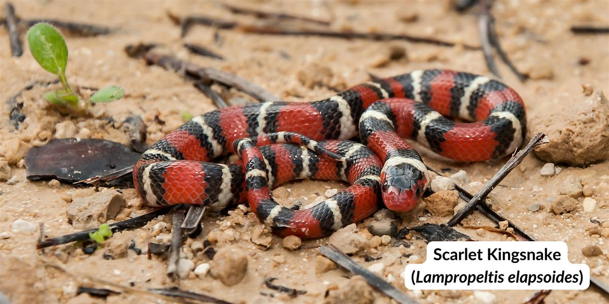 Why Snakes are Cool, Weedon Island Preserve Cultural and Natural ...