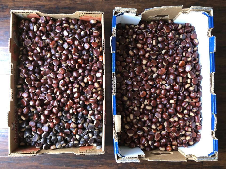 Gathering Southeastern Tree Crops / Online Workshop, Kentucky ...