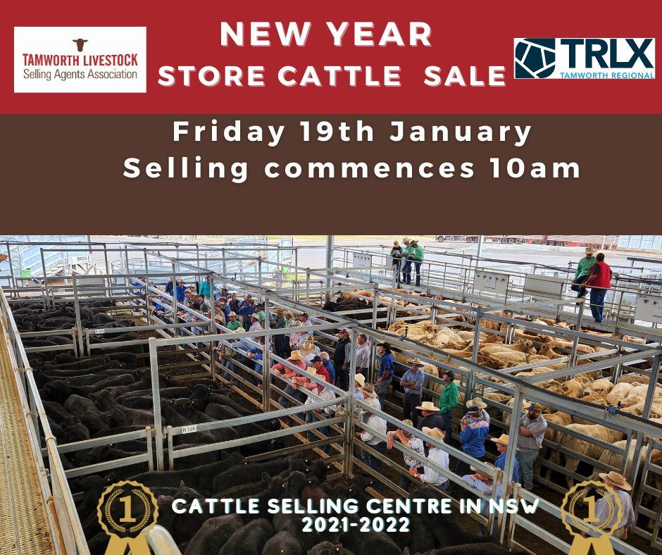 New Year Store Cattle Sale at TRLX, Tamworth Regional Livestock ...