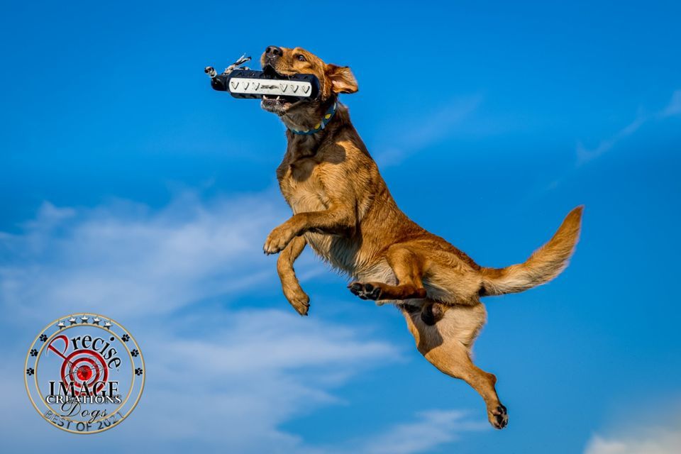 DockDogs® at the Palmetto Sportsmen’s Classic, Palmetto Sportsmen's ...