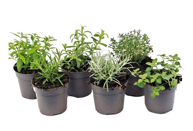 Drugie życie puszki, czyli zioła w puszce, Przedszkole na Wyżynach ...