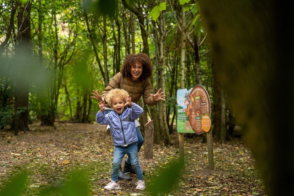 The Zog Trail is getting a festive twist!, Bedgebury Pinetum - Forestry ...
