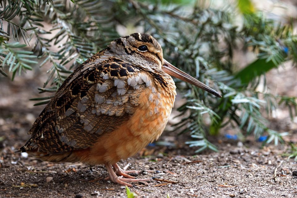 Bird Migration 101, Theodore Roosevelt Sanctuary and Audubon Center ...