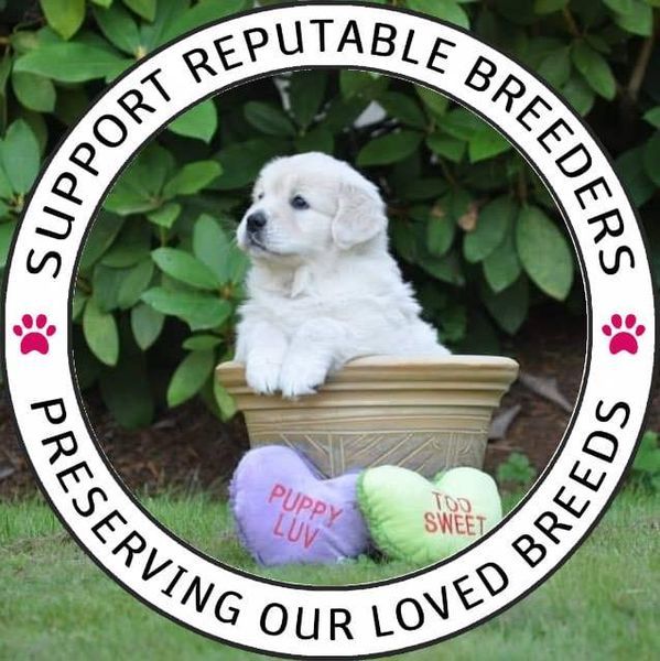 GRCBC All Breed Canine Good Neighbour Test, AgRec Center, Abbotsford ...