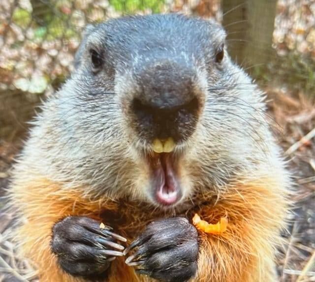 Sunday Funday: A Groundhog Adventure, Sweetbriar Nature Center ...