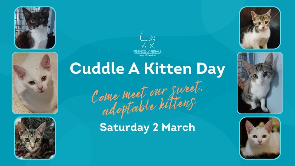 Cuddle A Kitten Day, Friends of Ferals, Saulsville, 2 March 2024 ...