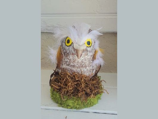 Coconut Owl - $55, Karma & Coconuts, Cape Coral, December 5 2023 ...