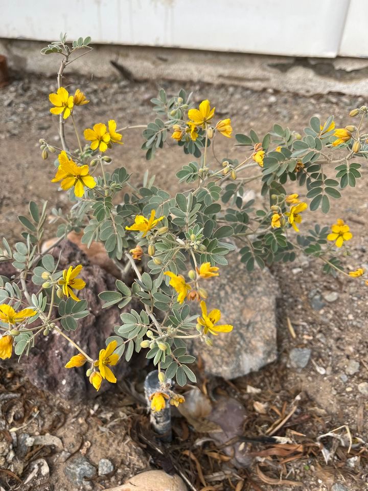Explaining Native Plants, 2200 W 28th St, Yuma, AZ 85364-6935, United ...