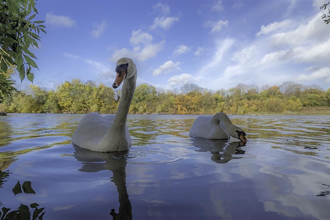 Springtime Walk around the Leg o Mutton Local Nature Reserve, Leg O ...