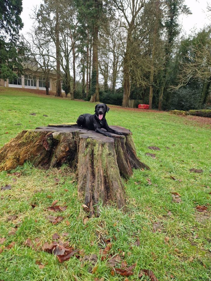 sociable dog walk, Shouldham Warren, King's Lynn, 25 February 2024 ...