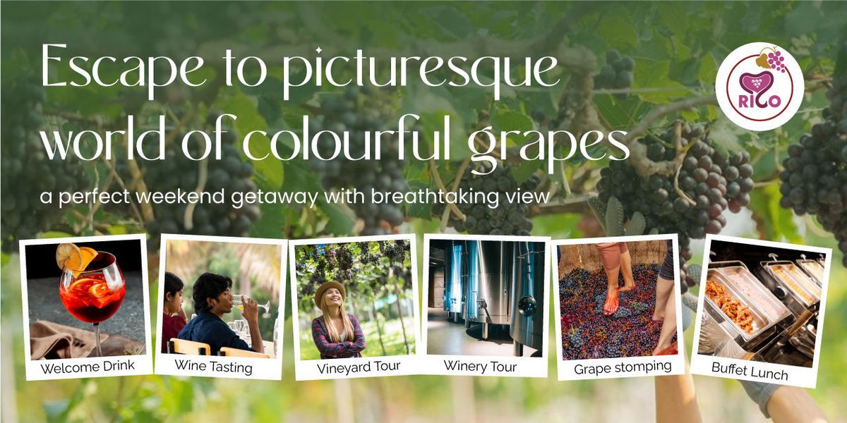 Rico Vineyard and Winery Tour in Bangalore – May 28, 2026 | AllEvents