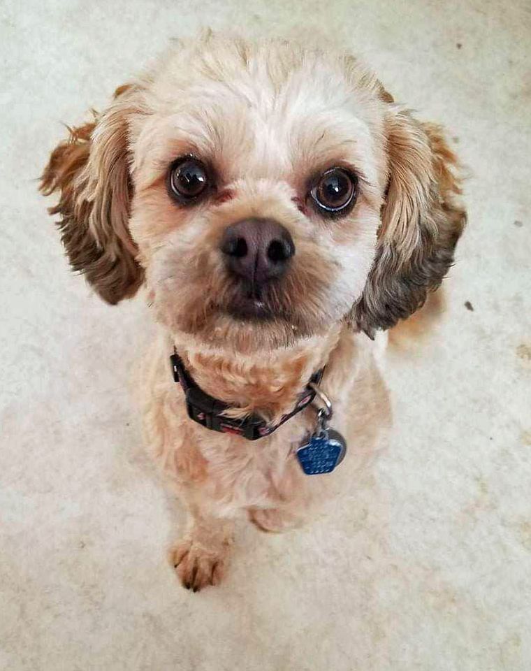 Sage the Tail Waggin Tutor, Sturm Memorial Library, Manawa, 16 February ...