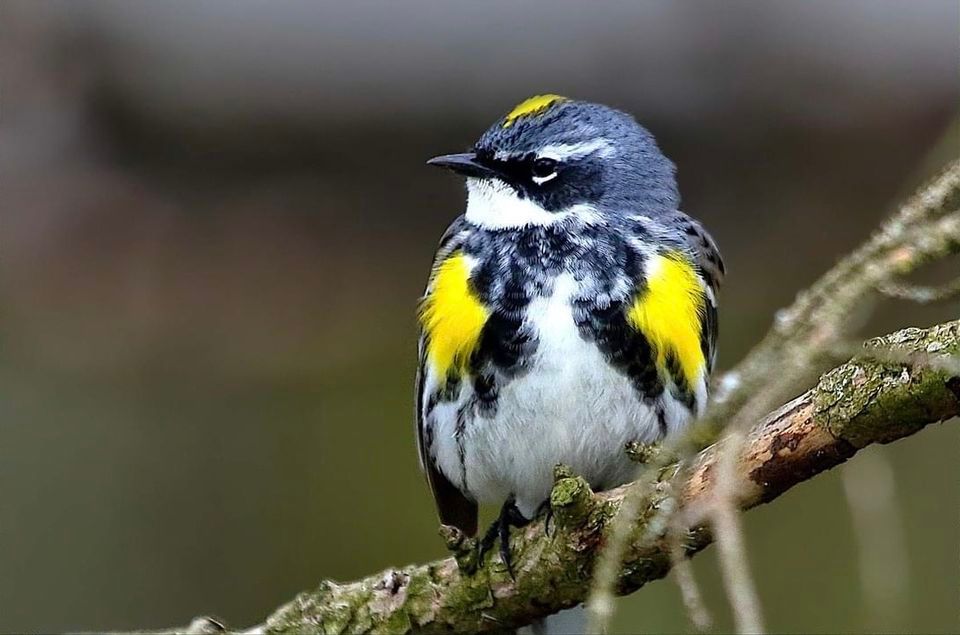 Kaler Lecture Series: Birds of Spring, William M. Staerkel Planetarium ...