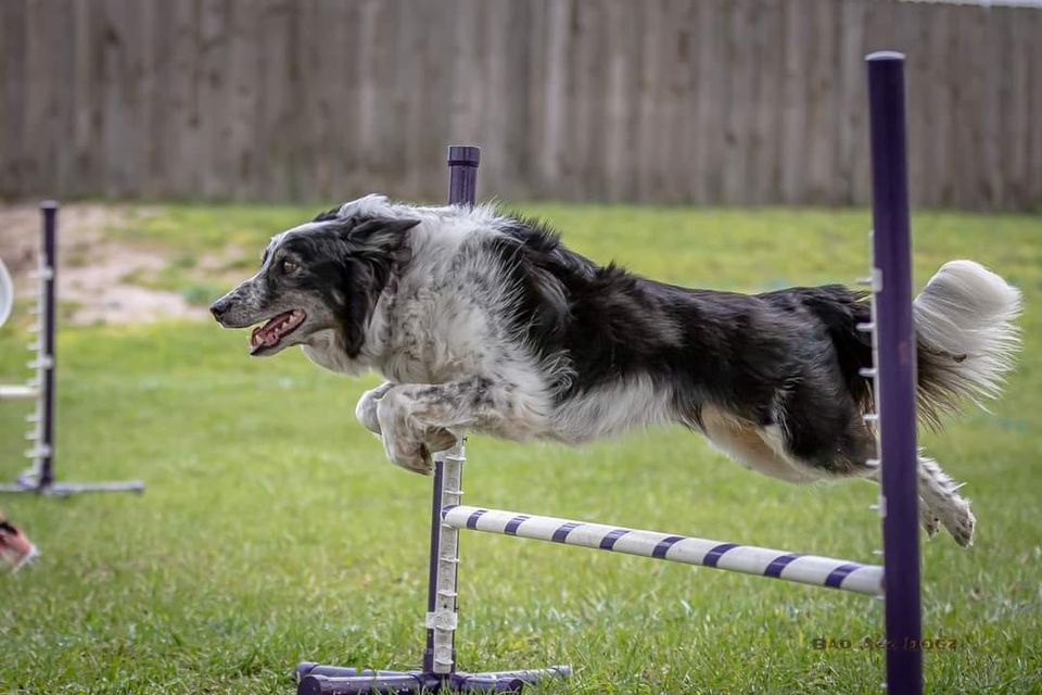 AGILITY FLATWORK & FOUNDATIONS, Ohana Dog Training, Plant City, 17 May 2023 | AllEvents.in