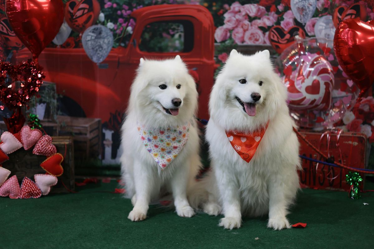 Pet supplies plus LOVE YOUR PET event, Pet Supplies Plus Orchard Park ...