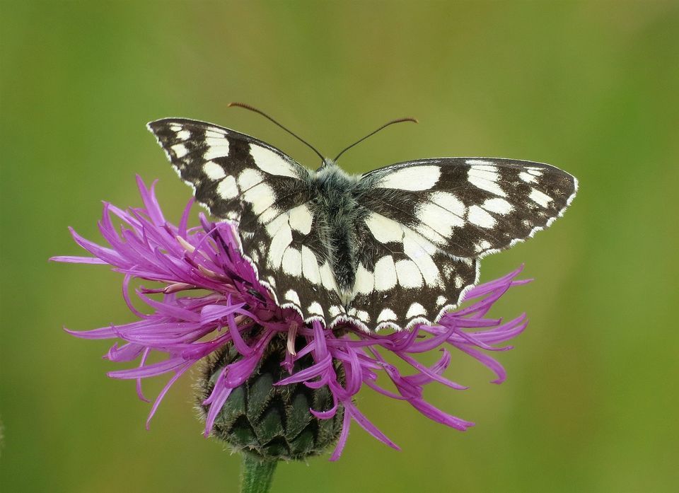 Talk - Butterflies of Great Britain by Gill Walsh, Pinchbeck Village ...