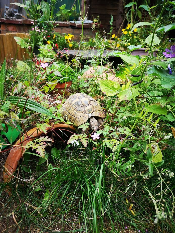 Tortoise Q&A drop-in event, Ely Aquatics & Reptiles, 23 March 2024 ...