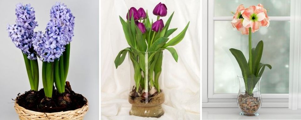 Lets Bring Spring Early! Spring Flower Bulb Forcing Class, Imlay ...