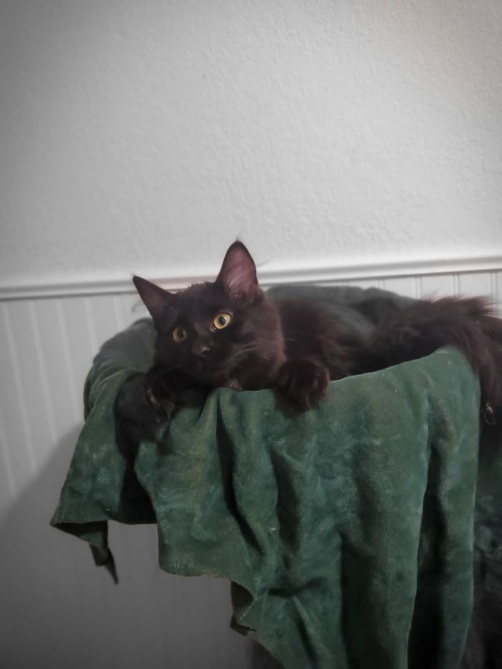 Adoptions,AK Krazy Kats Kitten & Kitty Korner , PetSmart (Anchorage, AK ...