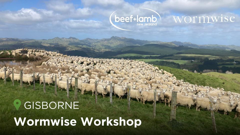 B+LNZ Wormwise Workshop, Waikanae Surf Life Saving Club, Gisborne, 8 ...