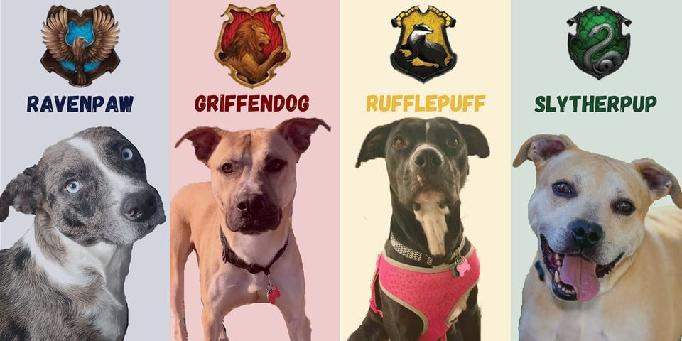 Harry PAWter and the Dogs at The Corn Crib, The Corn Crib, Normal, June ...