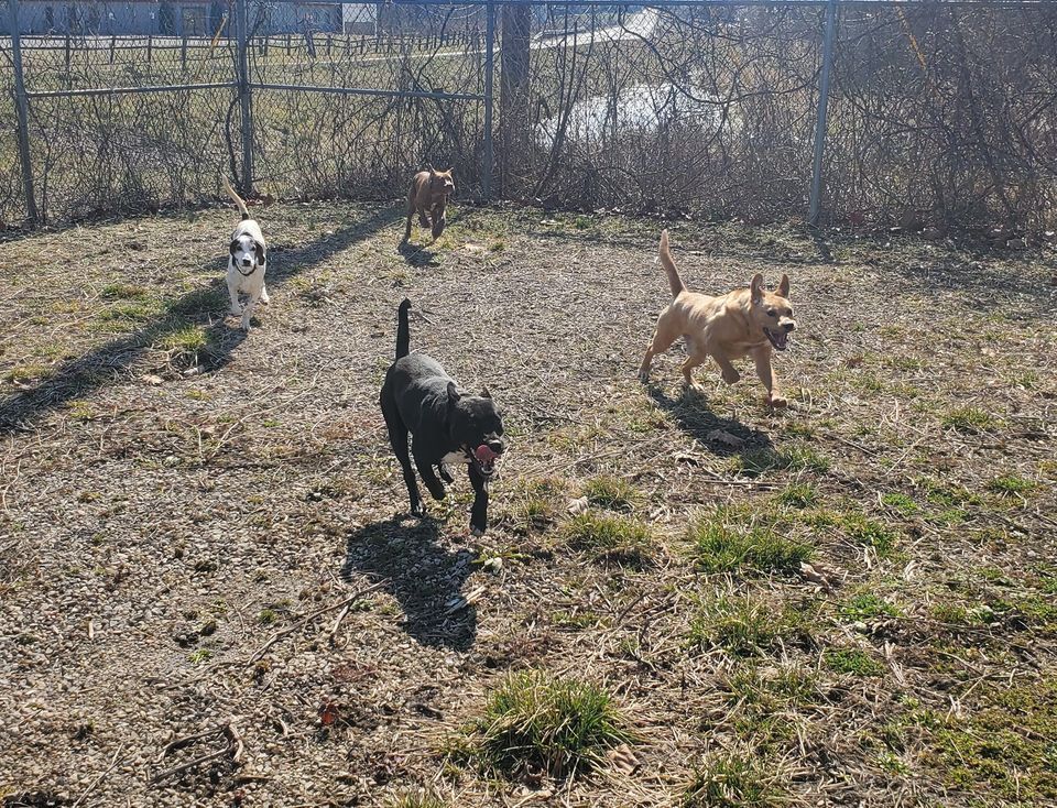 Volunteer Day!, Vinton County Dog Pound, Mc Arthur, 23 March 2024 ...