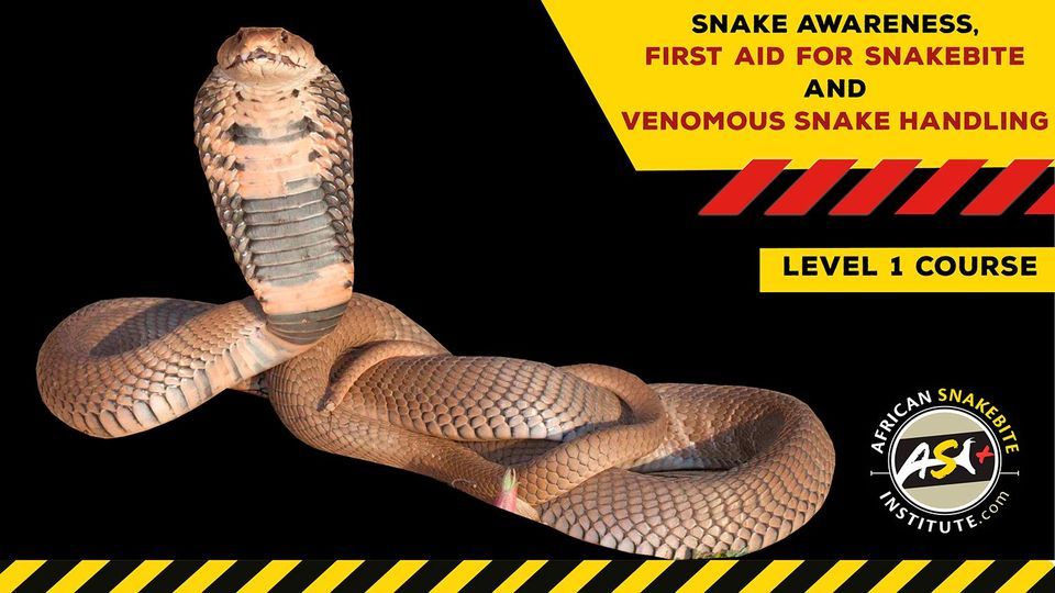 Snake Awareness First aid for Snakebite, Venomous Snake Handling ...