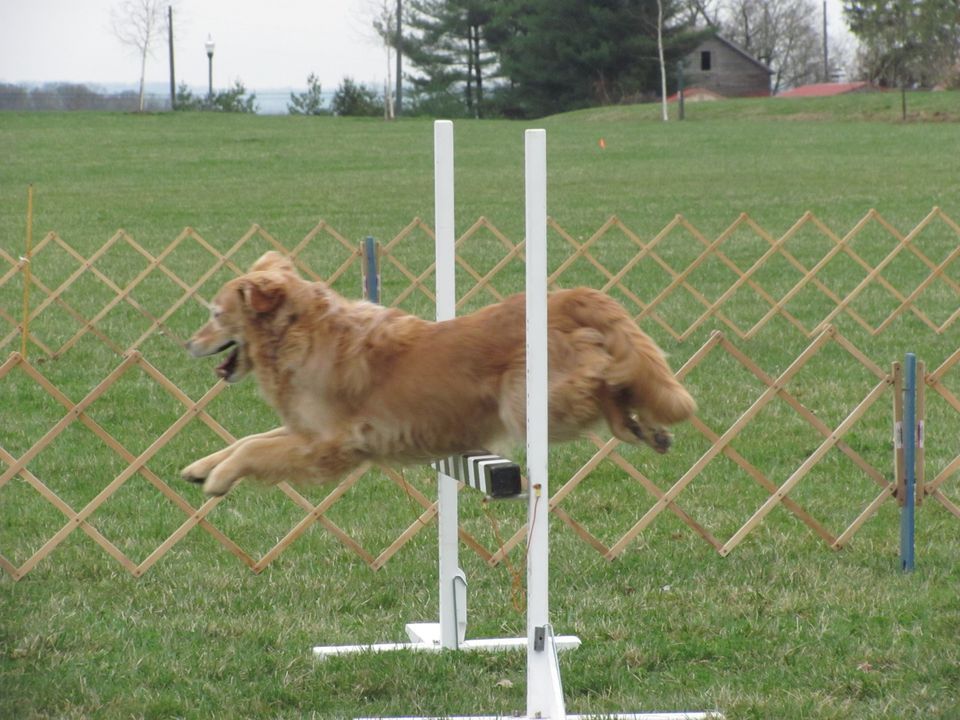 PVGRC Specialty Show, Obedience Trial, Rally Trial (Indoors), Maryland ...