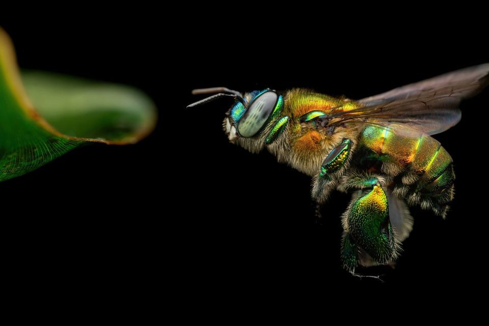 January 17: Bees and Pollinators Through the Macro Lens, The RE Store ...