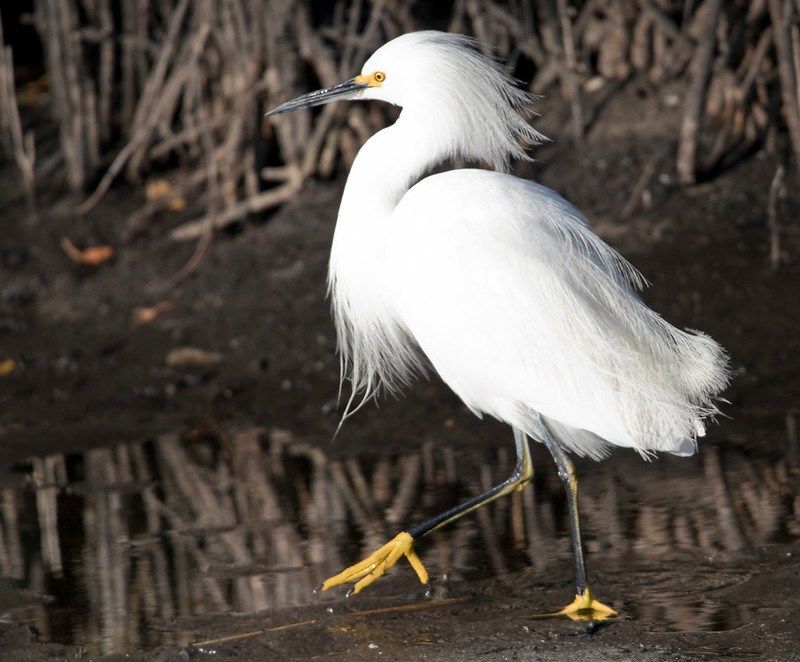 General Meeting May 15: How to protect habitat and animals, Centennial ...