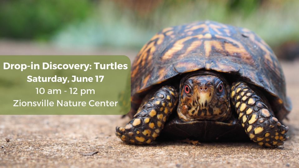 Drop-in Discovery: Turtles , Zionsville Nature Center, 17 June 2023 ...