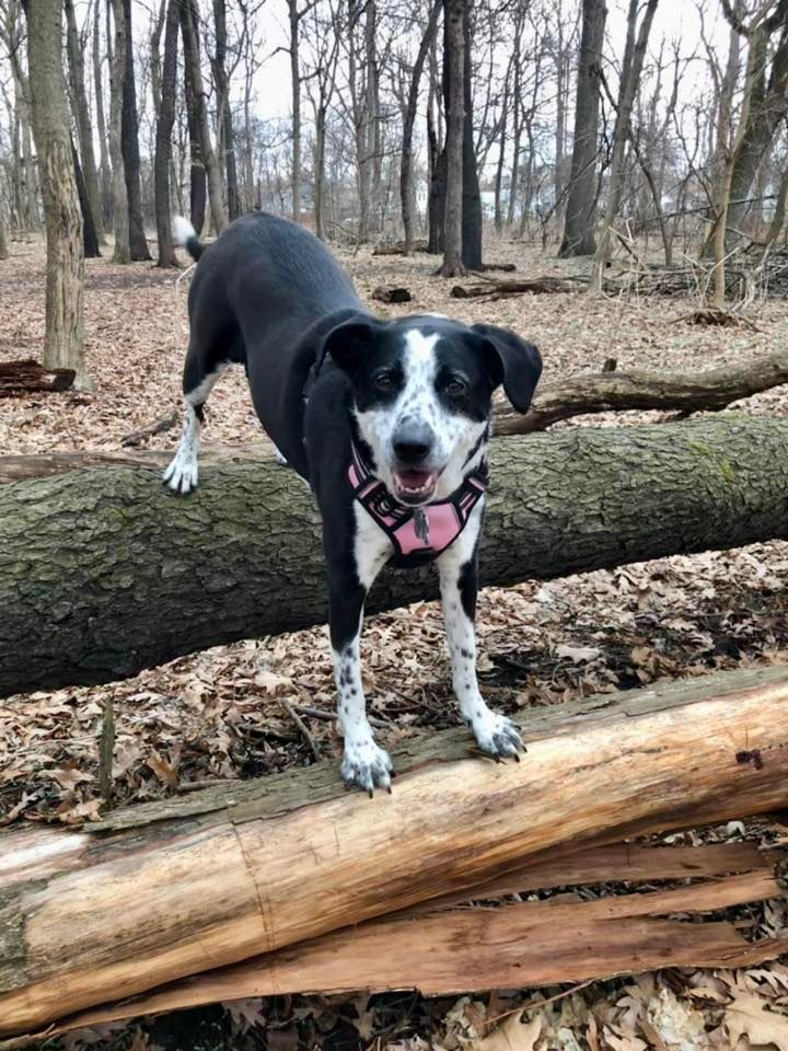 Barkour Workshop at SUPERNOVA DOGS, SUPERNOVA DOGS, Tonawanda, 13 May ...