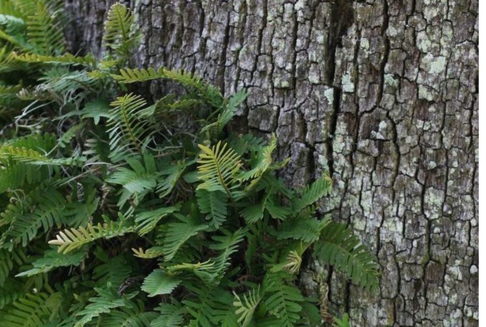 The Oak Tree in My Window, United States, Appling, 21 January 2024 ...