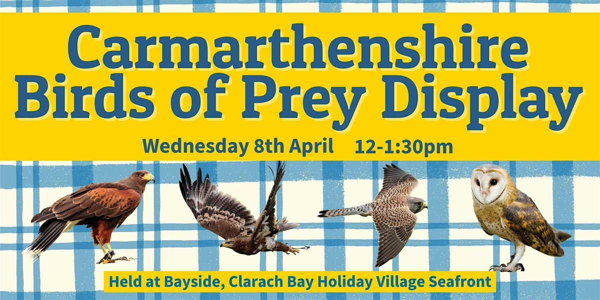 Free Birds of Prey Display, Clarach Bay Holiday Village, Aberystwyth, 8 ...