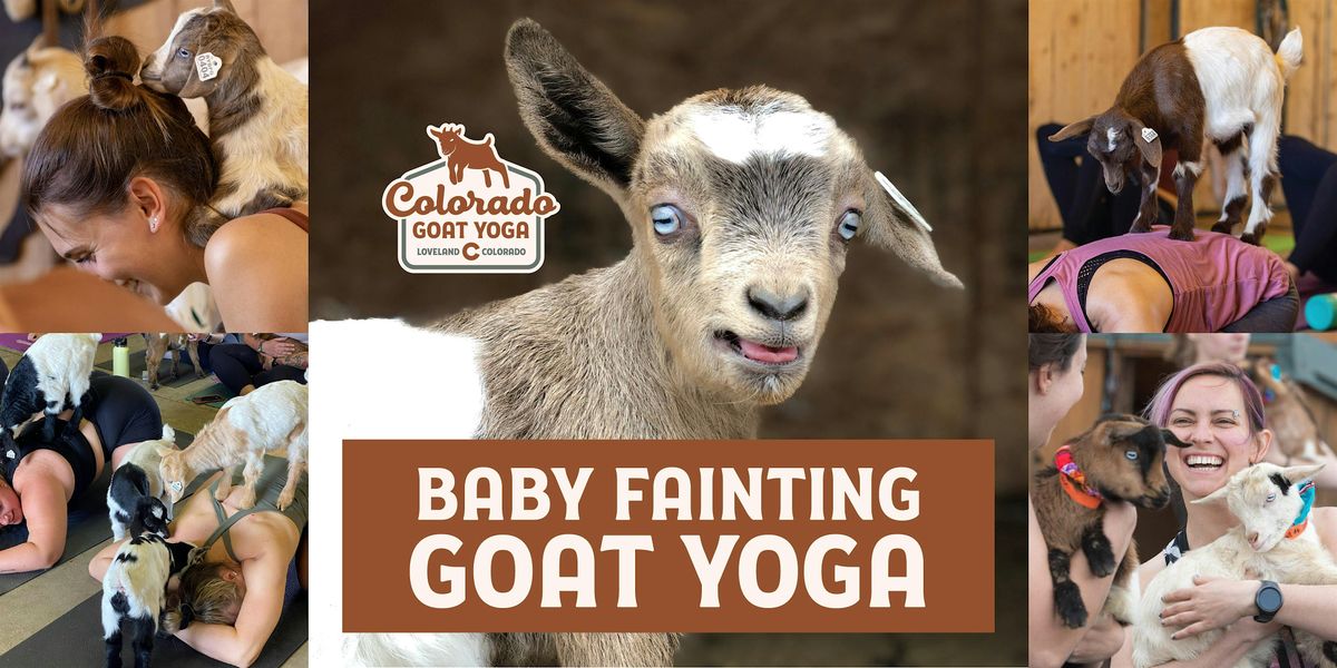 Goat Yoga with Baby Fainting Goats, Barnyard Buddies, LLC., Loveland ...