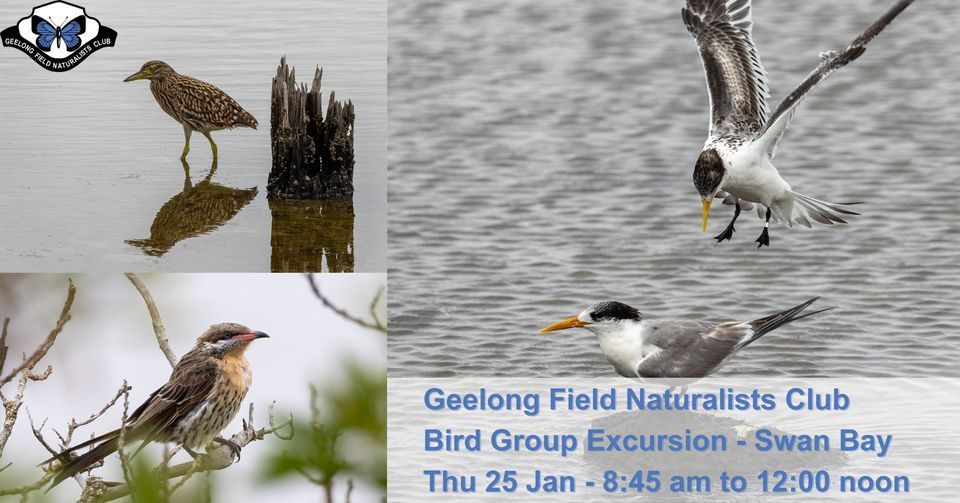 GFNC Bird Group Excursion to Swan Bay, Queenscliff Swan Bay, January 25 ...