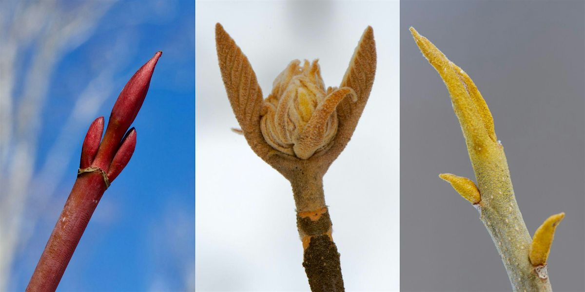 Using Winter Woody Plant Identification to Help Enhance Wildlife ...