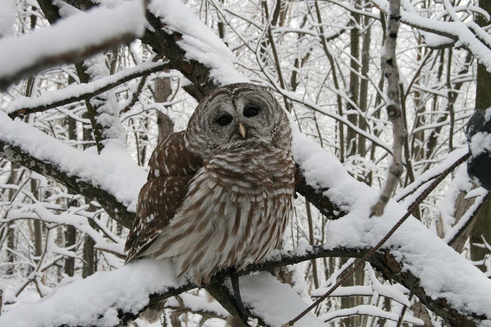 Owl Prowl at the Pool Nature Center, Pool Nature Center 117 Adams ...
