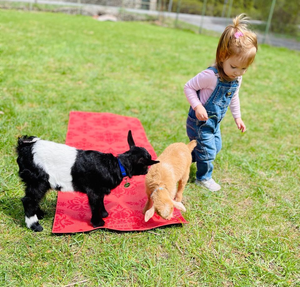 BABY GOAT YOGA: Toddler & Me (ages 2-4) *up to two parents/caregivers ...